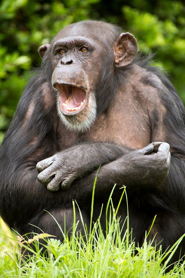 Den Ljusa Schimpansen & Skuggar Arkivfoto - Bild av allätare, angus ...