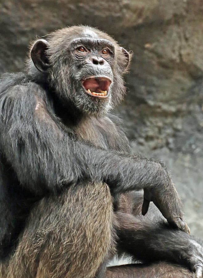 Schimpans arkivfoto. Bild av hårigt, leende, näsa, öron - 18400014