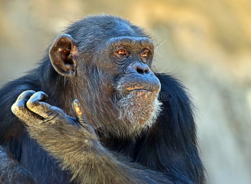 Schimpanser fotografering för bildbyråer. Bild av schimpans - 31513217