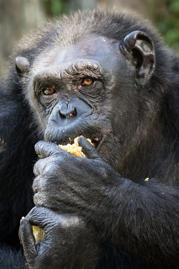 Schimpans arkivfoto. Bild av djungel, natur, alon, utställning - 74990724