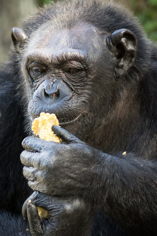 Schimpans arkivfoto. Bild av djungel, natur, alon, utställning - 74990724