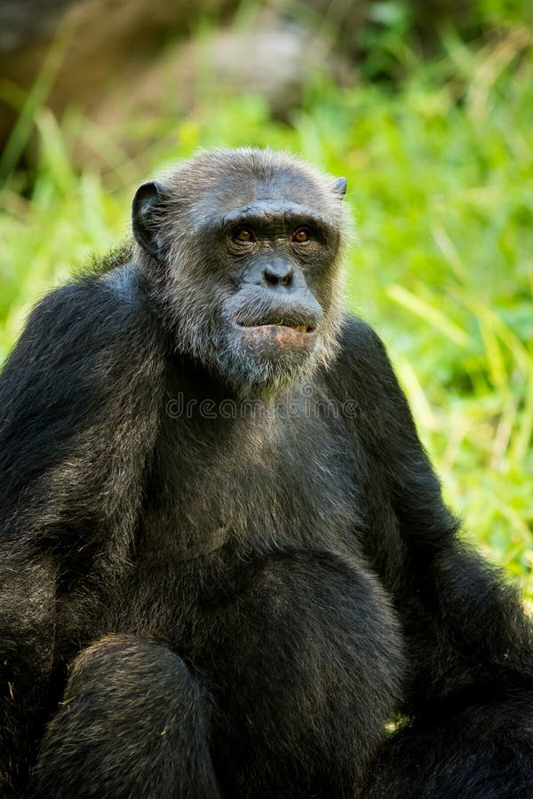 Schimpans arkivfoto. Bild av djungel, natur, alon, utställning - 74990724
