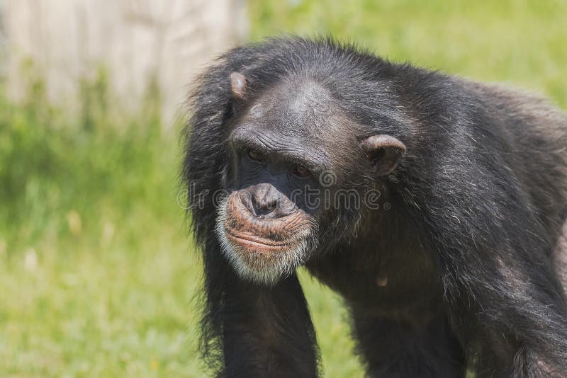 Schimpans arkivfoto. Bild av stängning, skog, däggdjur - 86515544