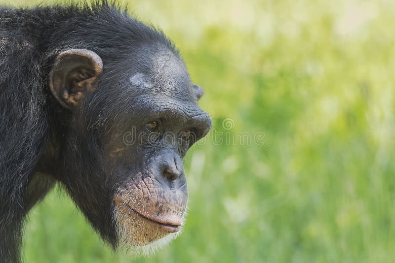 Schimpans fotografering för bildbyråer. Bild av ögon - 86513103