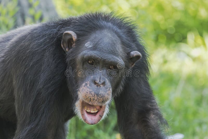 Schimpans arkivfoto. Bild av stängning, skog, däggdjur - 86515544