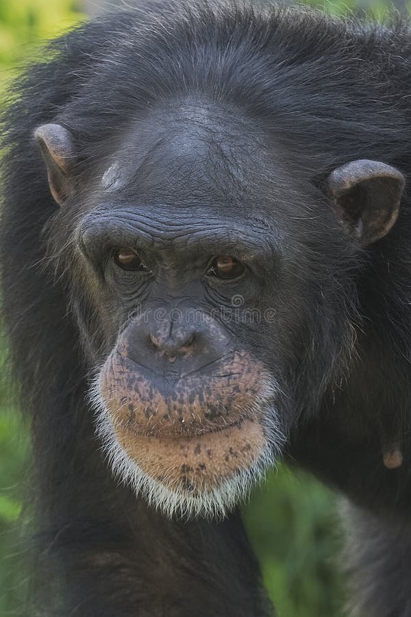 Schimpans fotografering för bildbyråer. Bild av huvud - 86516091