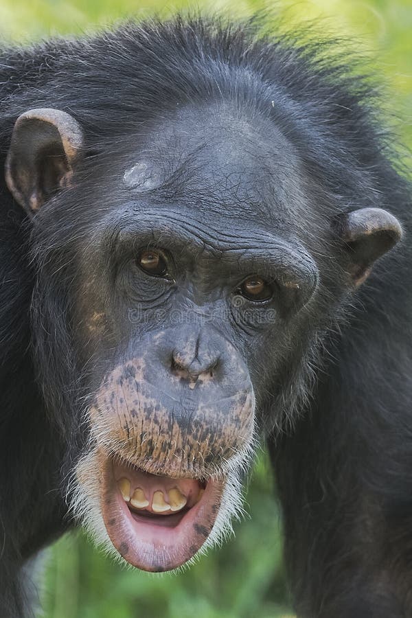 Schimpans fotografering för bildbyråer. Bild av byst - 86518567
