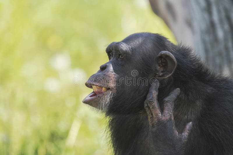 Schimpans fotografering för bildbyråer. Bild av däggdjur - 86525349