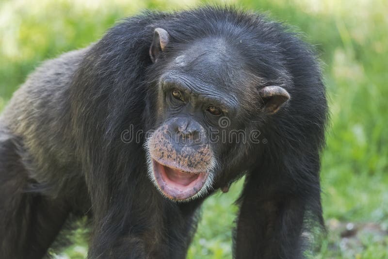 Schimpans fotografering för bildbyråer. Bild av huvud - 86518313