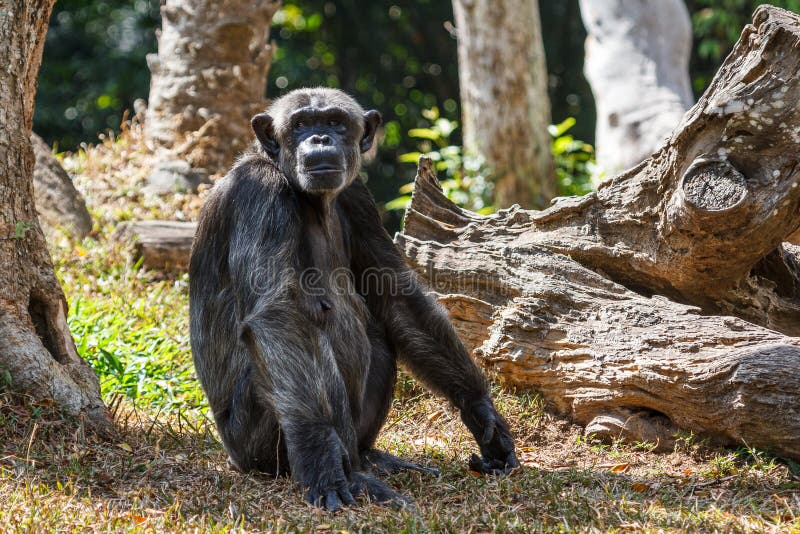Schimpans arkivfoto. Bild av destination, svart, livsmiljö - 87780768