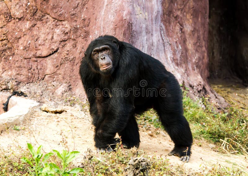 Schimpans I Chiangmai-nattäventyret, Chiang Mai, Thailand Arkivfoto ...