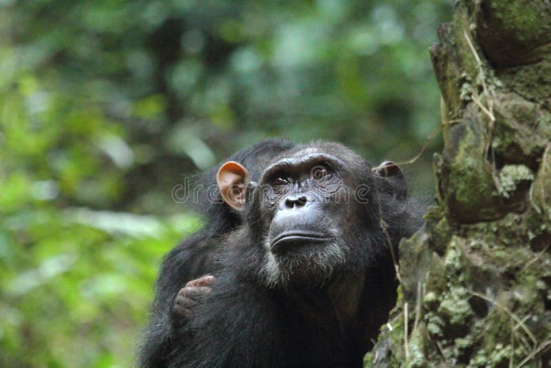 Schimpans i regnskogen fotografering för bildbyråer. Bild av primat ...