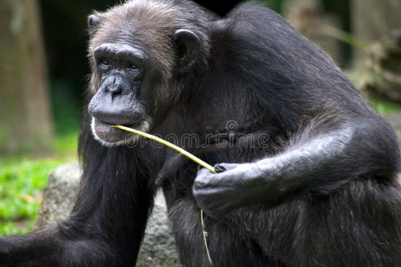 Schimpanse stockfoto. Bild von afrikanisch, tropisch - 32493266