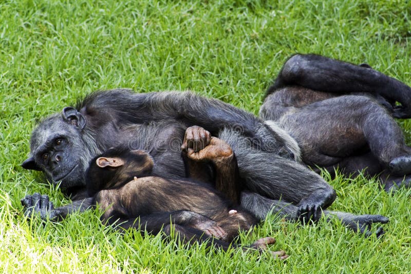 Schimpansen stockbild. Bild von schimpansen, afrika, mutter - 33384551