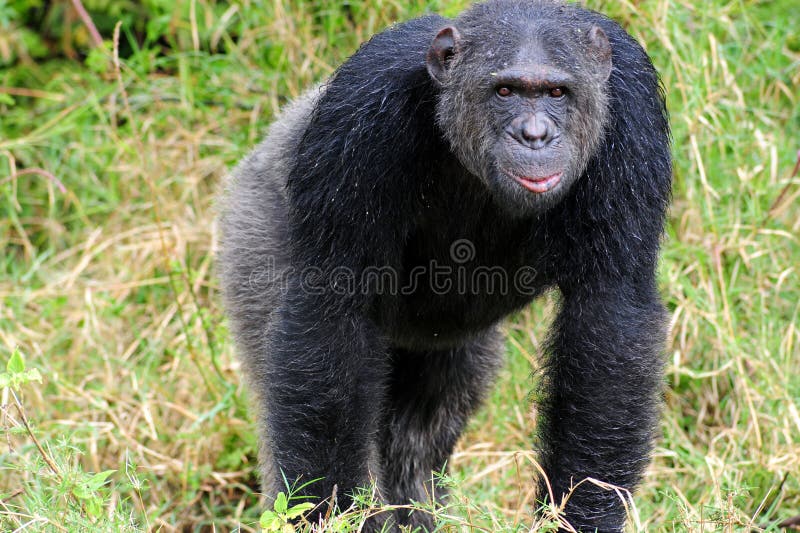 Schimpansen stockfoto. Bild von savanne, vorrang, stark - 33966762