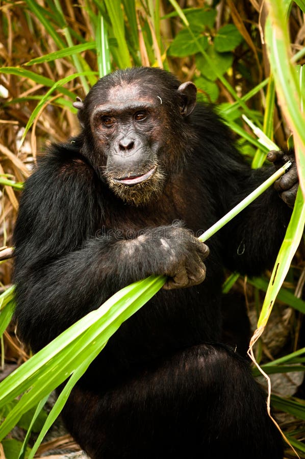 Intelligenter Schimpanse (Schimpanse) Sitzend in Entspannter Stimmung ...