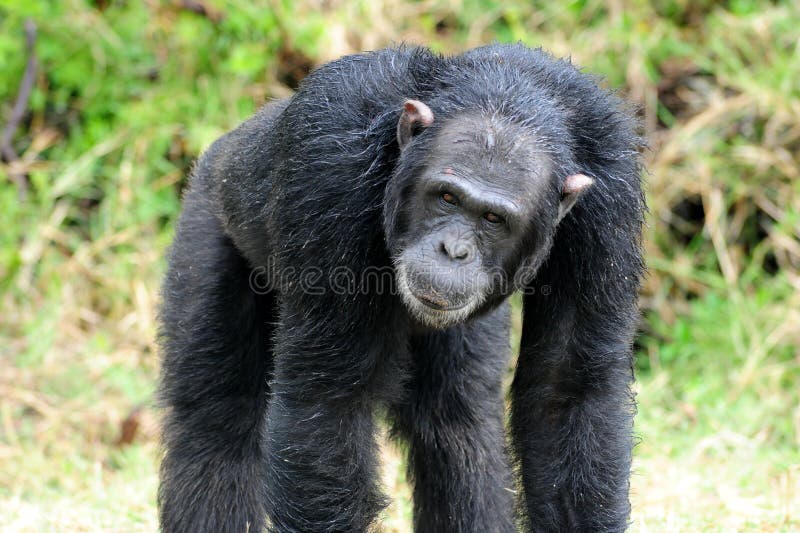 Schimpanser fotografering för bildbyråer. Bild av natur - 51855237