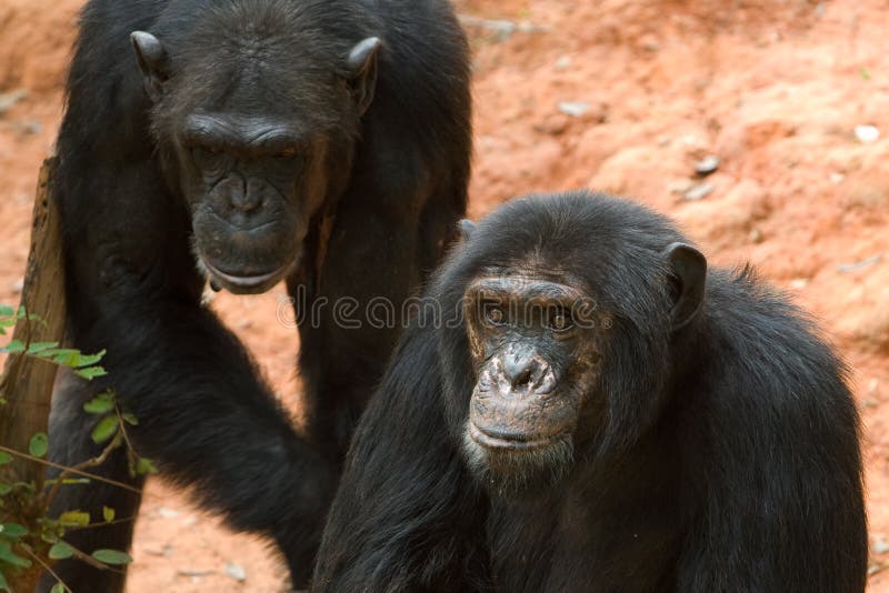 Schimpanser fotografering för bildbyråer. Bild av schimpans - 31513217