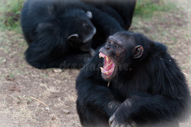 Schimpanser fotografering för bildbyråer. Bild av natur - 51855237