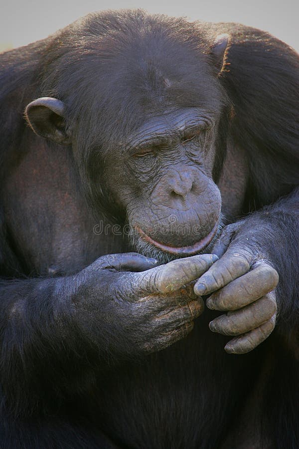 Schimpanser fotografering för bildbyråer. Bild av schimpanser - 7322195