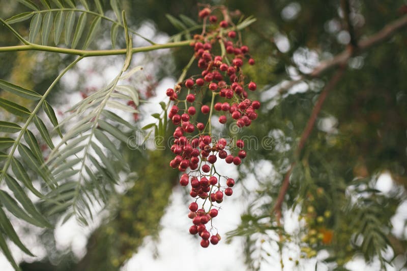 Schinus Molle, Pink Pepper Fruits On Tree Branches Stock Image - Image ...