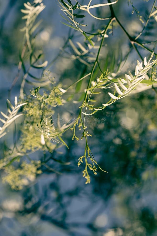 Schinus Molle Fruit and Flowers on the Tree. Stock Image - Image of ...