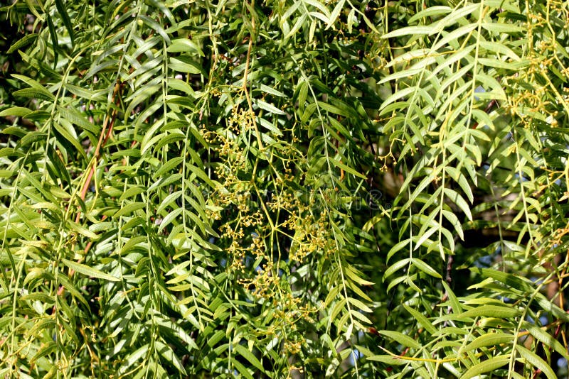 Schinus Molle, Peruviaanse Peper, Californische Peperboom Stock Foto ...