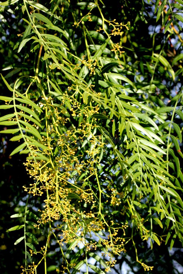 Schinus Molle, Peruviaanse Peper, Californische Peperboom Stock Foto ...