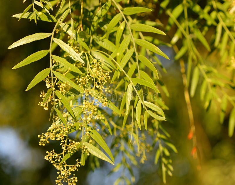 Schinus Molle, Peruviaanse Peper, Californische Peperboom Stock ...