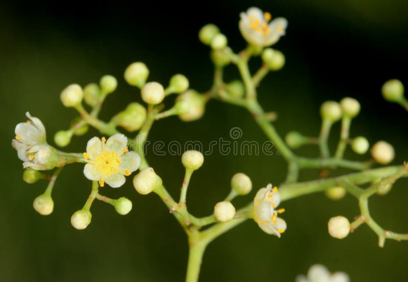 Schinus Molle, Peruviaanse Peper, Californische Peperboom Stock Foto ...