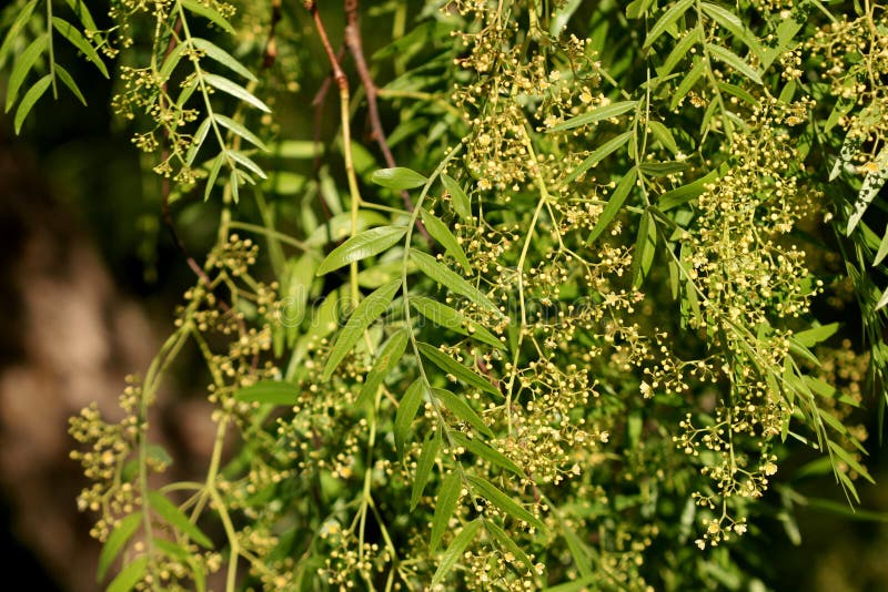 Schinus Molle, Peruviaanse Peper, Californische Peperboom Stock Foto ...