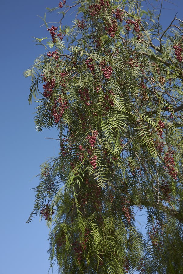 Pirul Tree Top with Branches and Old of that Stock Image - Image of ...