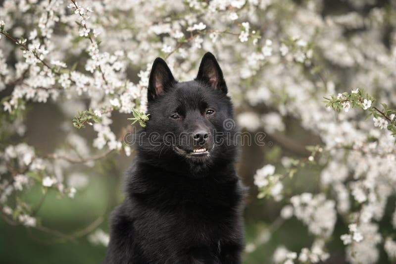Schipperke Dog Portrait Outdoors in Spring, Next To a Blooming Tree ...