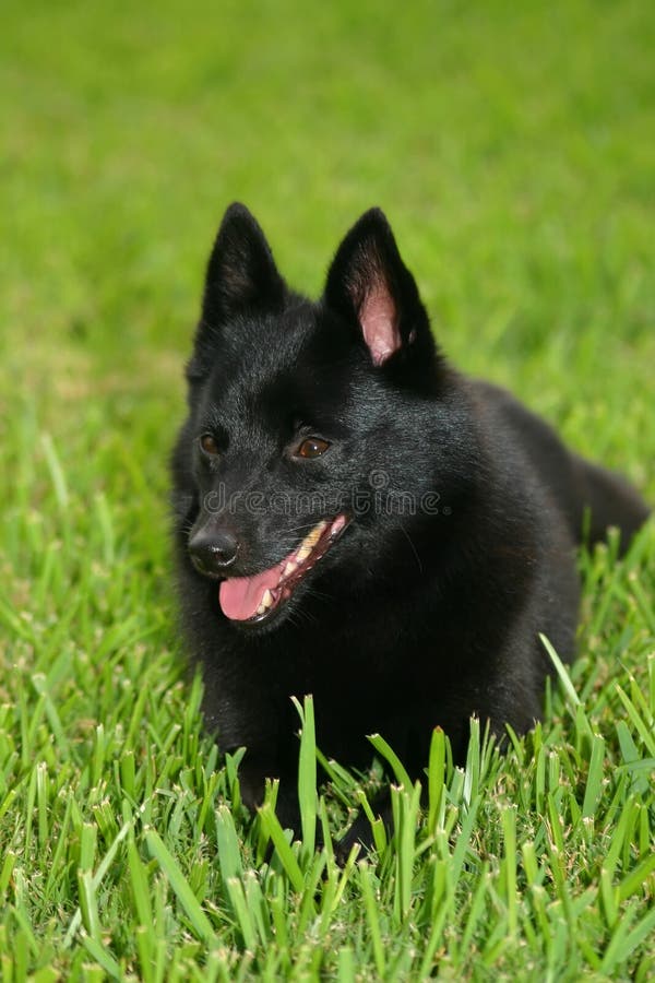 Schipperke stock photo. Image of grass, outside, cute - 3134476