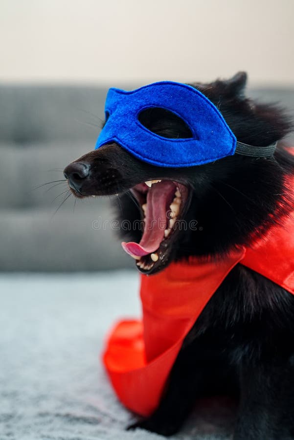 Schipperke super hero dog stock image. Image of black - 260994803