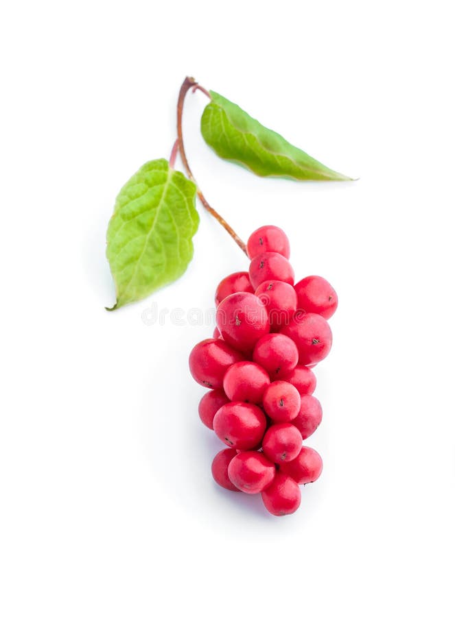 Schisandra Chinensis Medicinal Herb Fruit with Leaf Isolated on White ...