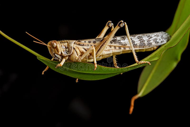 Schistocerca Gregaria - the Desert Locust Stock Image - Image of ...