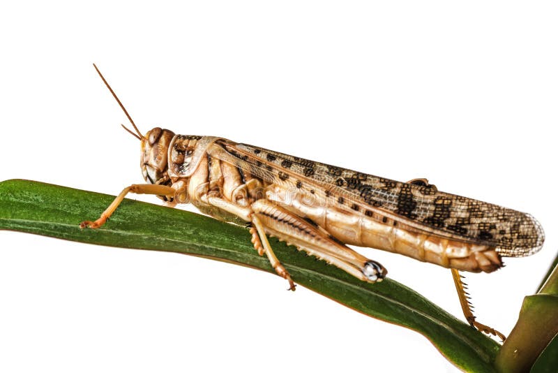 Schistocerca Gregaria - The Desert Locust Stock Photo - Image of ...