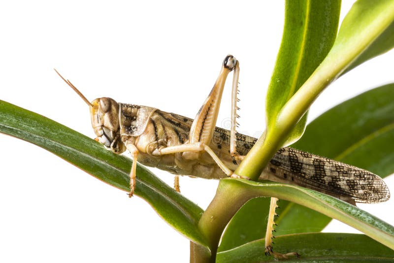 Schistocerca Gregaria - the Desert Locust Stock Photo - Image of ...