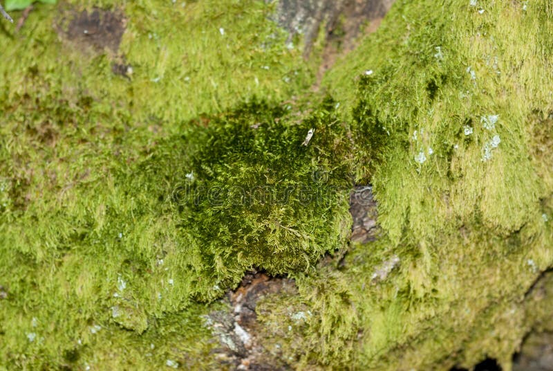 Schistostega Pennata Green Luminous Phosphorescent Glowing Moss Stock ...