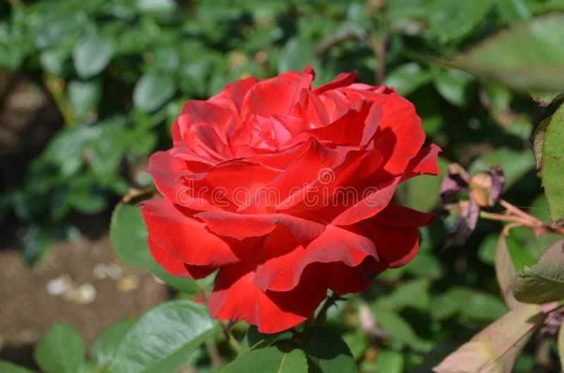 Schitterende Perfecte Rode Rose Blossom in Een Tuin Stock Afbeelding ...
