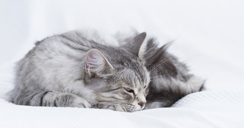 Schitterende Zilveren Kat Van Siberisch Ras Stock Afbeelding - Image of ...