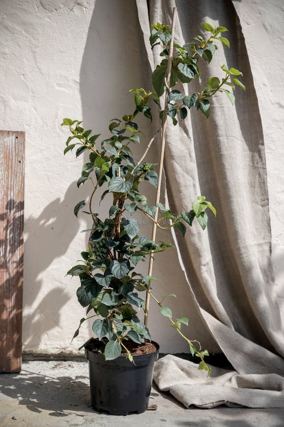 Schizophragma Hydrangeoides Moonlight (Japanese Hydrangea Vine or ...