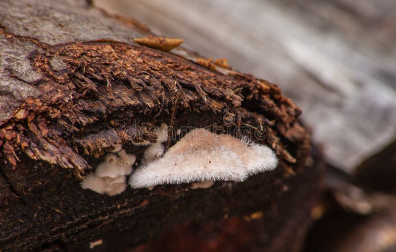 Schizophyllum Commune the Split Gill Mushroom 8513 Stock Photo - Image ...