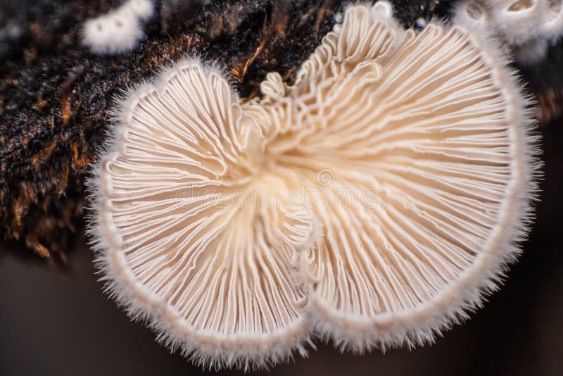 Split Gill Mushrooms Schizophyllum Family Grows Rotting Wood Very Large ...