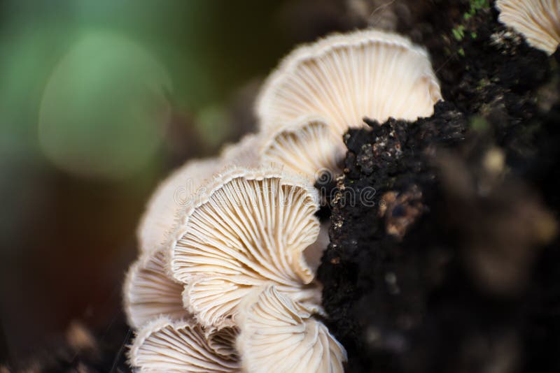 Split Gill Mushrooms Schizophyllum Family Grows Rotting Wood Very Large ...
