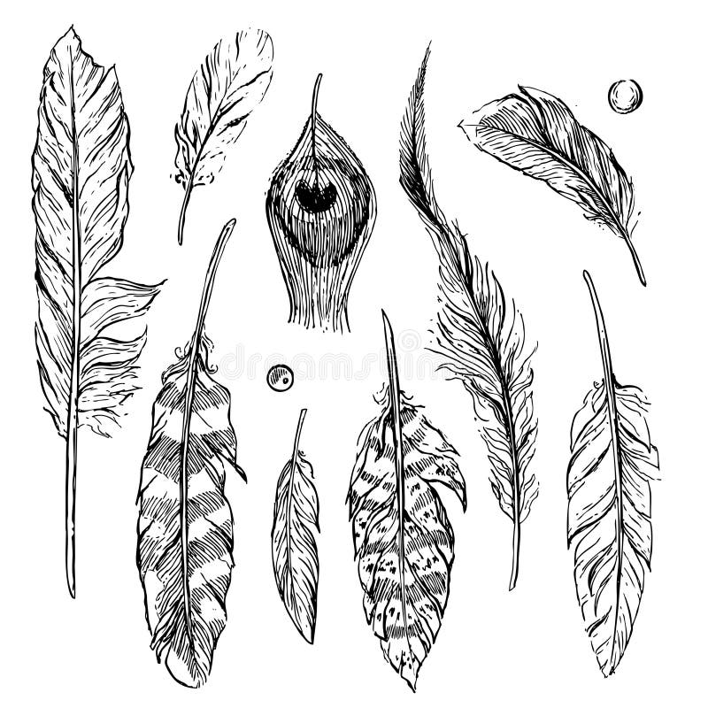 Disegno Di Piume. Disegno a Mano Di Un Vettore Bellissima Illustrazione ...