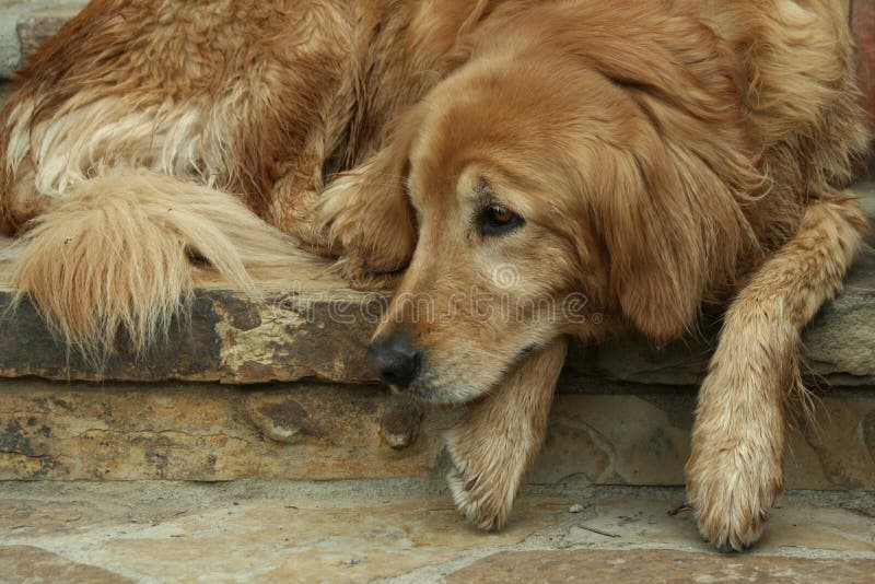 Trauriger Hund Verlassen Auf Der Straße Stockbild - Bild von wild, hund ...