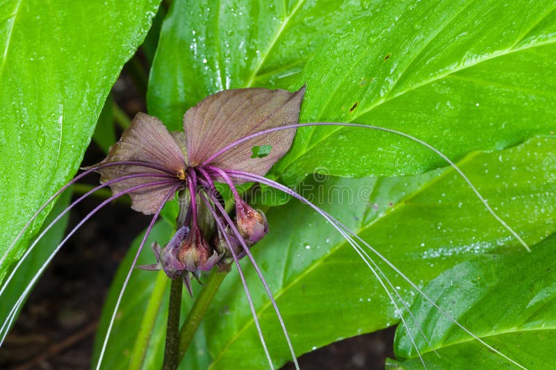 Schlägerblume (Tacca Chantrieri Andre) Stockbild - Bild von tourismus ...