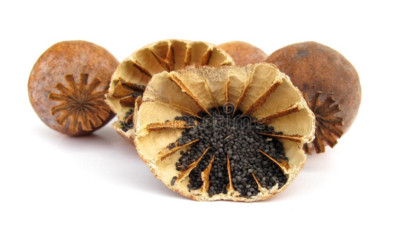 Schlafmohn stockfoto. Bild von nashville, opium, studio - 10396750